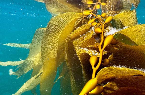 Next Wave Seaweed - ADEC Innovations