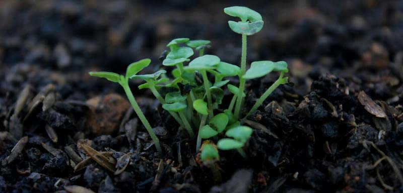 Global CEO Alliance (GCEOA) - ADEC Innovations